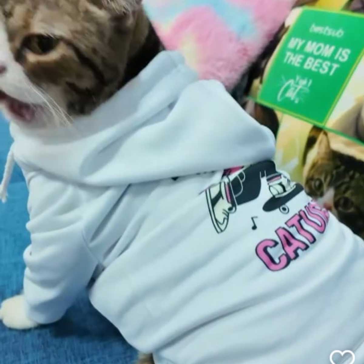 Roupa Pet Roupinha cachorro gato cao dog cat - Fornecedor Dropshipping ...